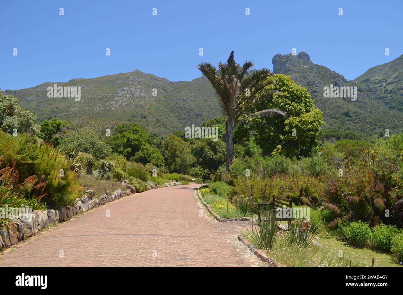 The famous botanical gardens in the cape town South Africa,The famous ...
