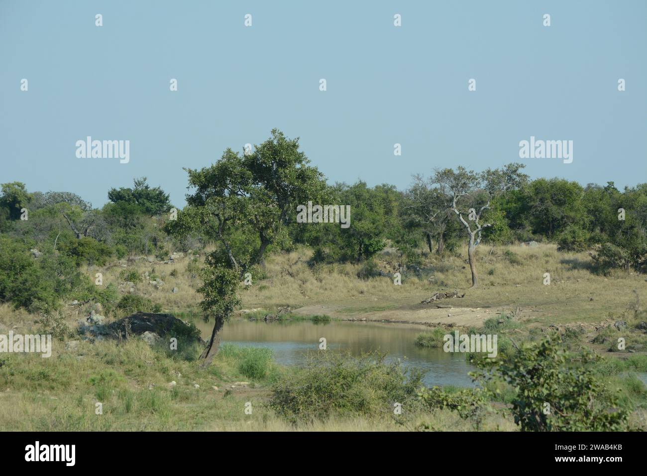 The mighty Limpopo river in limpopo,South Africa teaming with wildlife ...