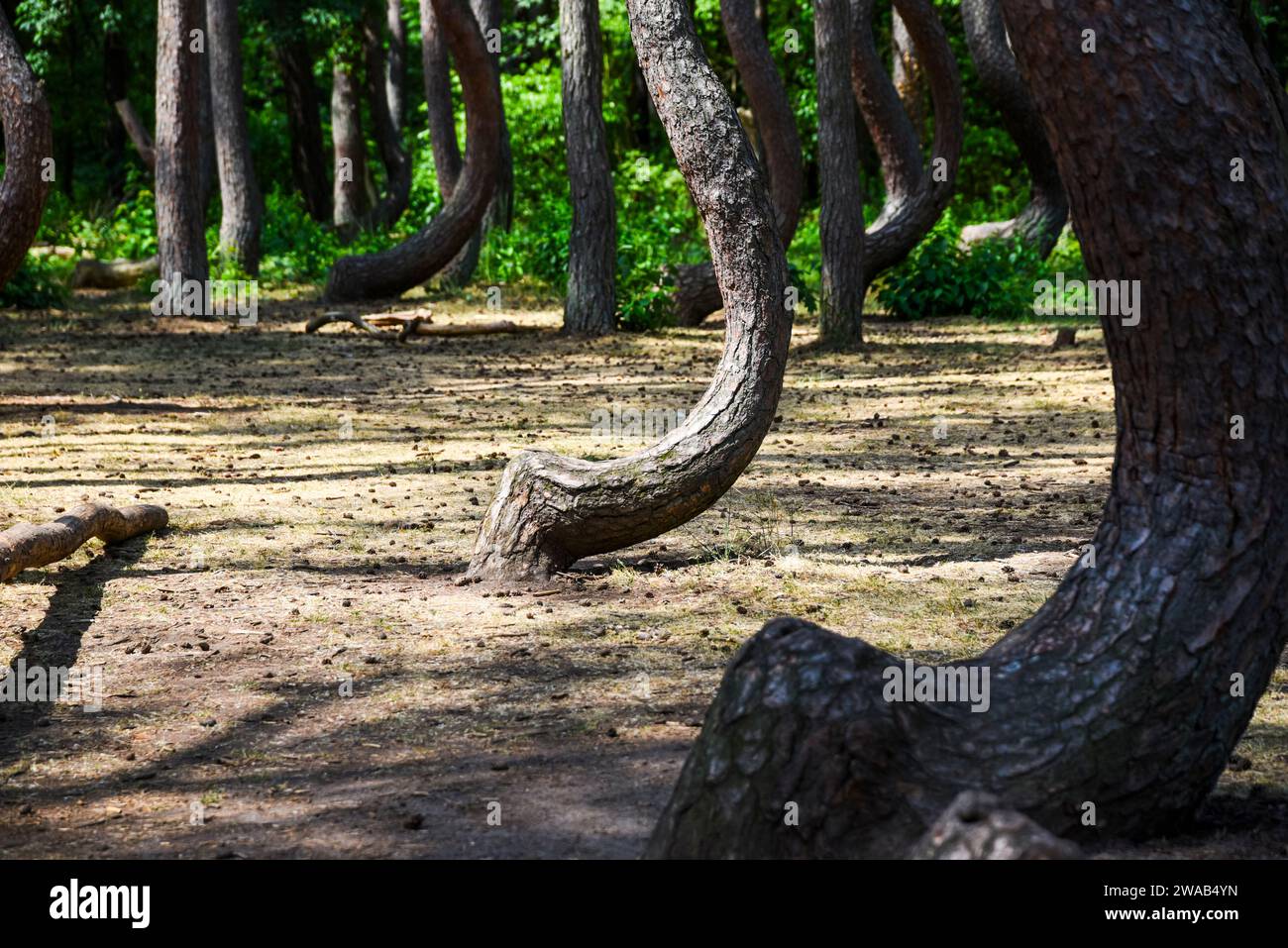 A crooked pine forest growing in Gryfino, Poland. Tourist attraction of ...