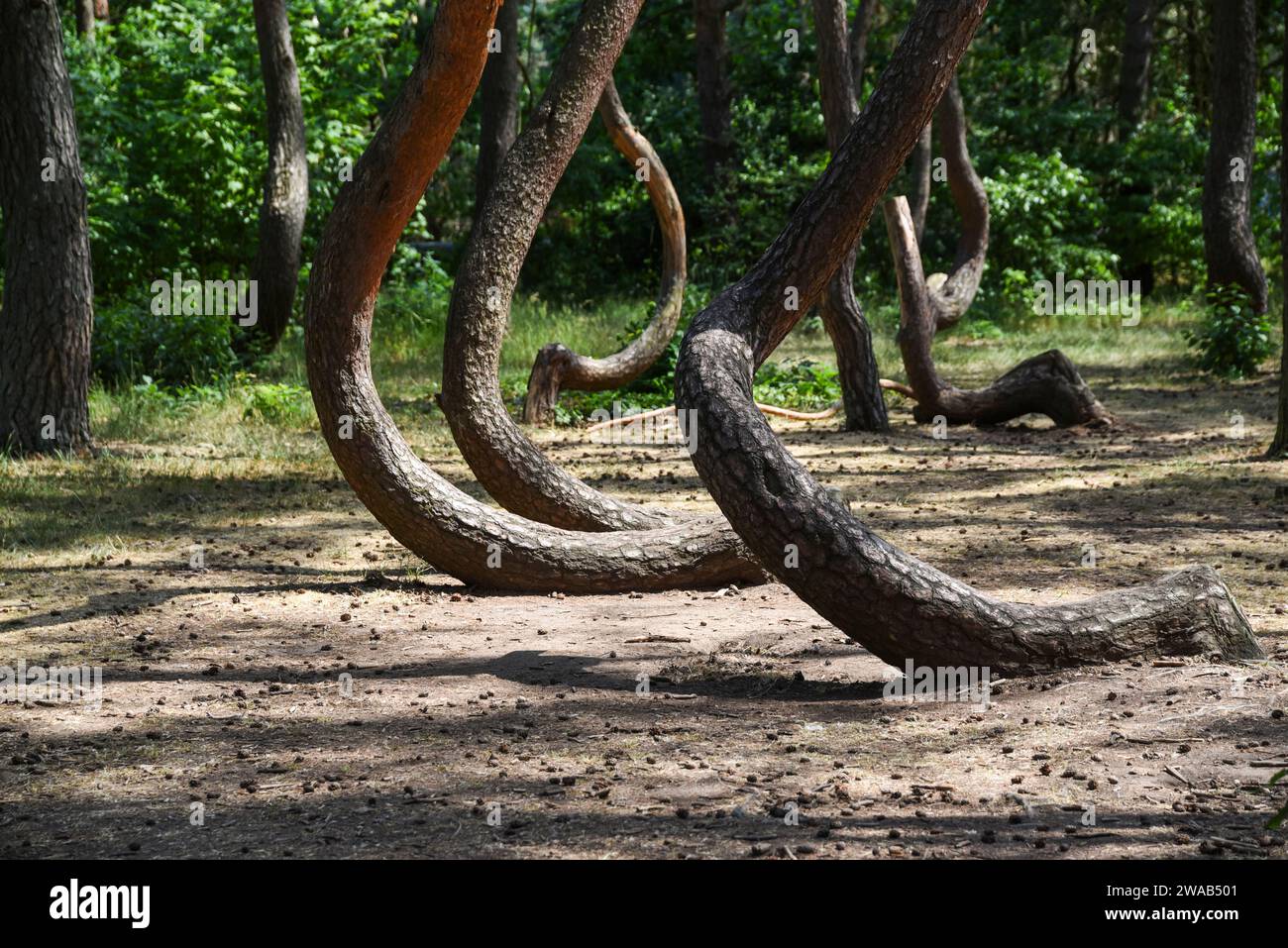 A crooked pine forest growing in Gryfino, Poland. Tourist attraction of ...