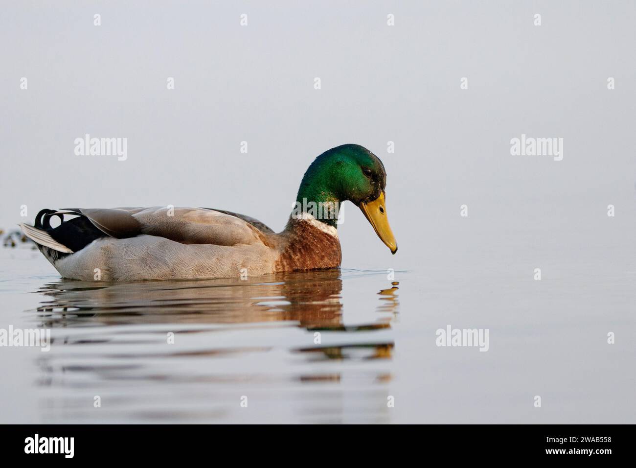 Mallard Drake isolated at sea Stock Photo - Alamy