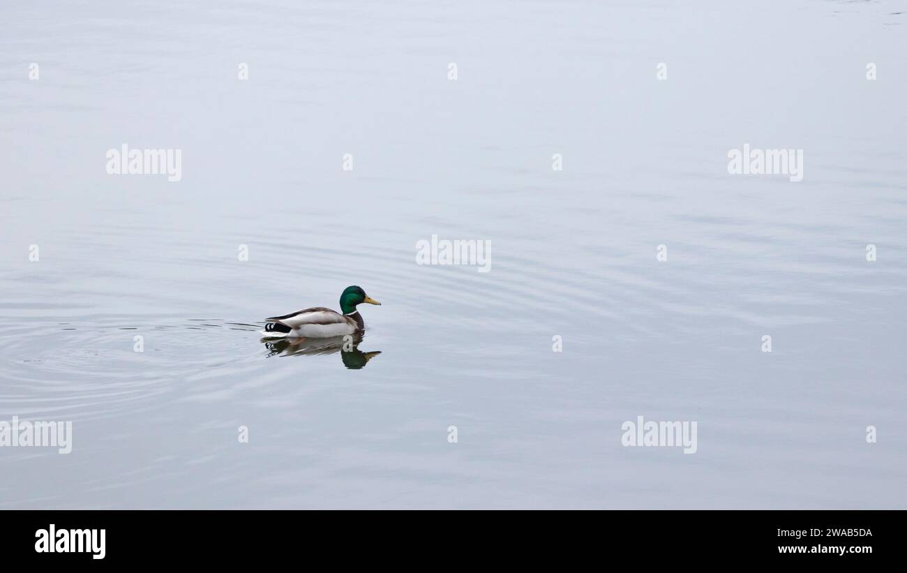 Duck swimming lonely at sea Stock Photo - Alamy