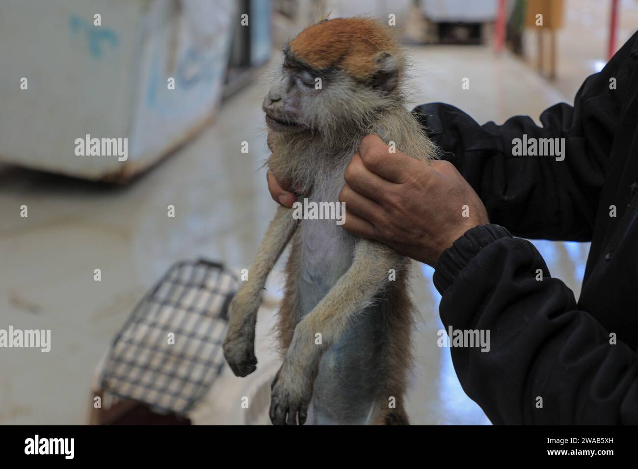 Gaza. 2nd Jan, 2024. A weak monkey is pictured at a private zoo in the ...