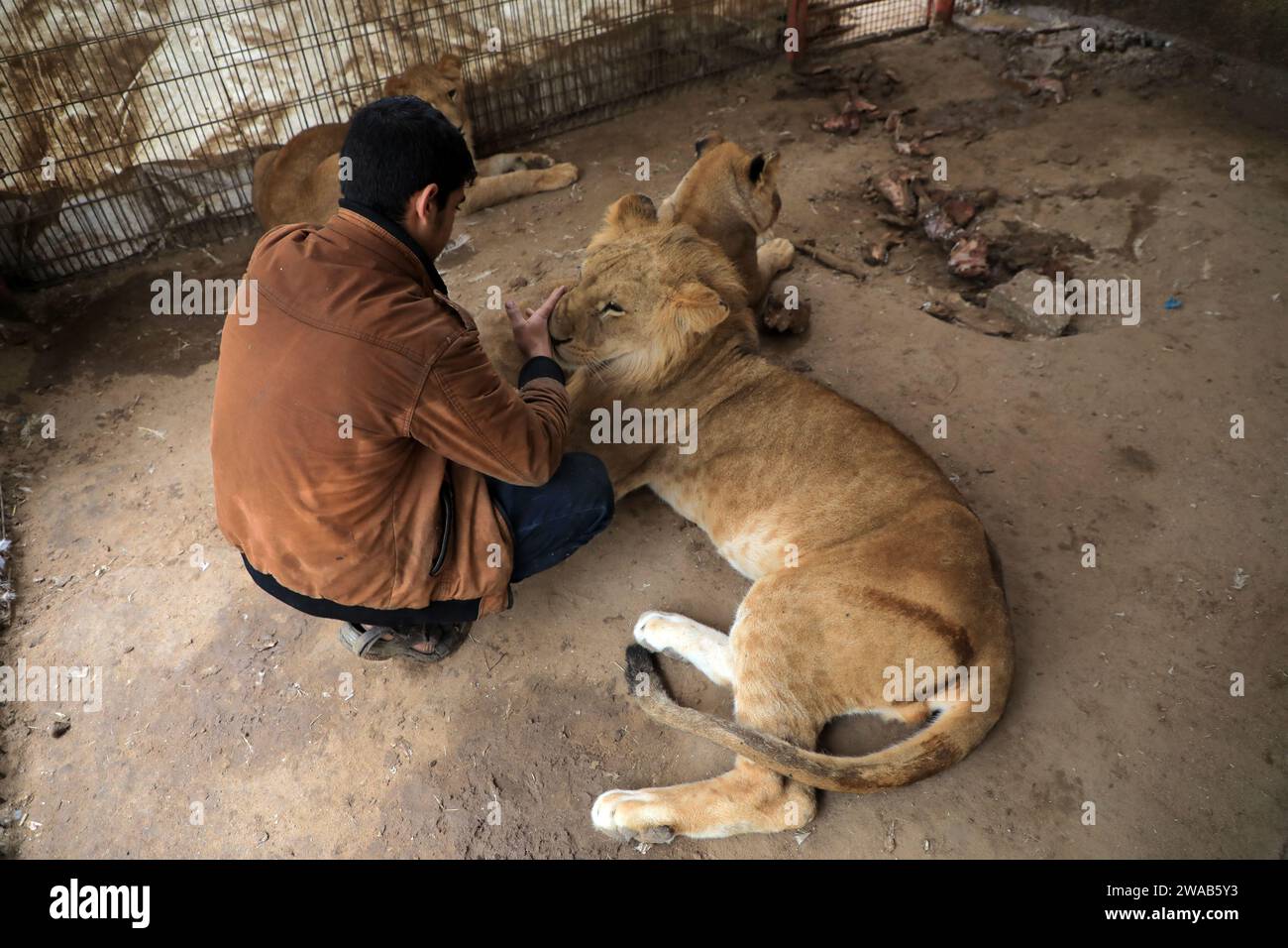 Gaza. 2nd Jan, 2024. A staff member checks health conditions of lions ...