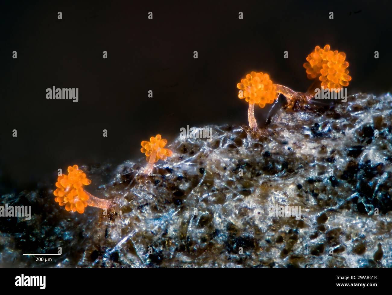 Stigmatella aurantiaca hi-res stock photography and images - Alamy