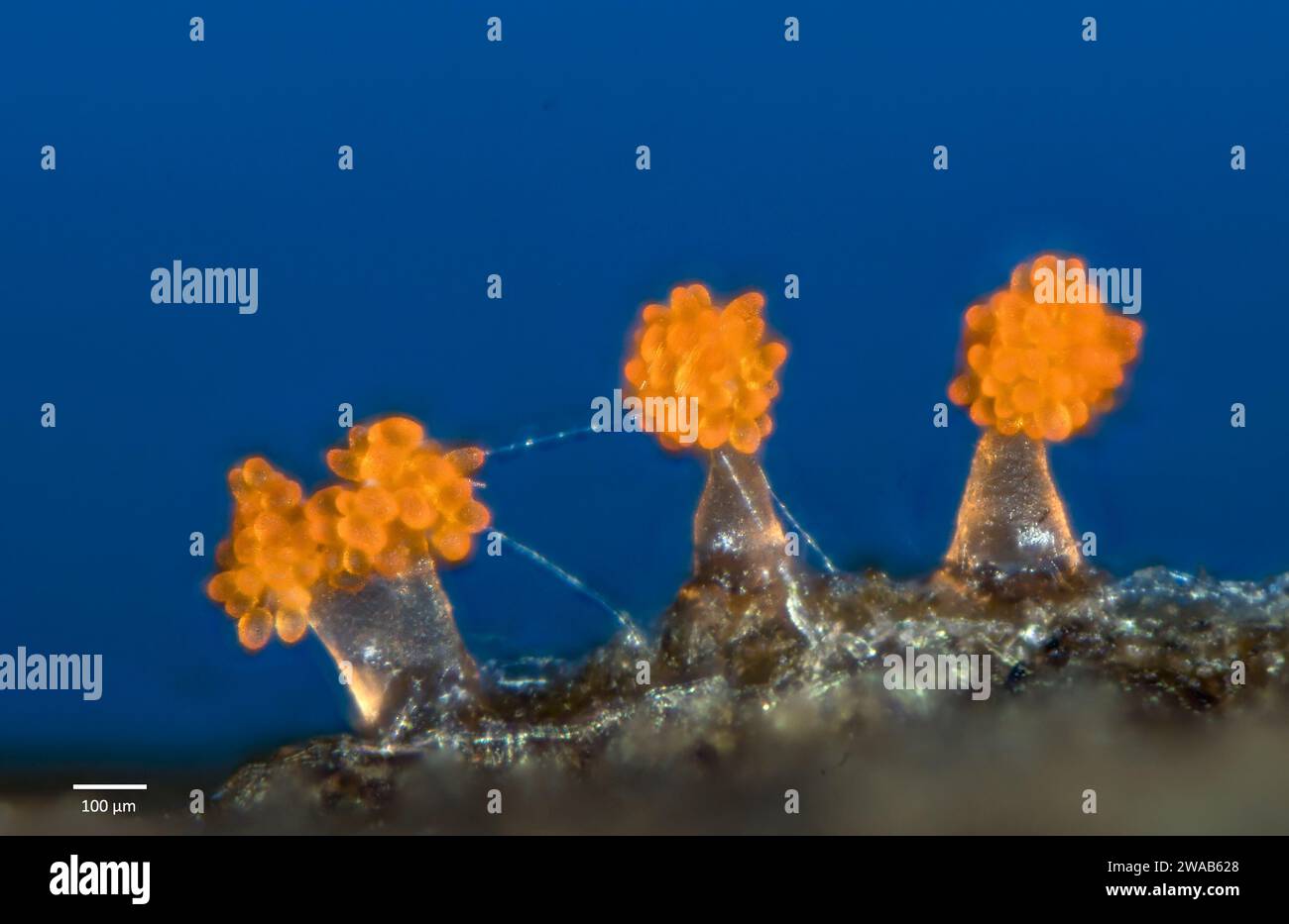 Stigmatella aurantiaca hi-res stock photography and images - Alamy