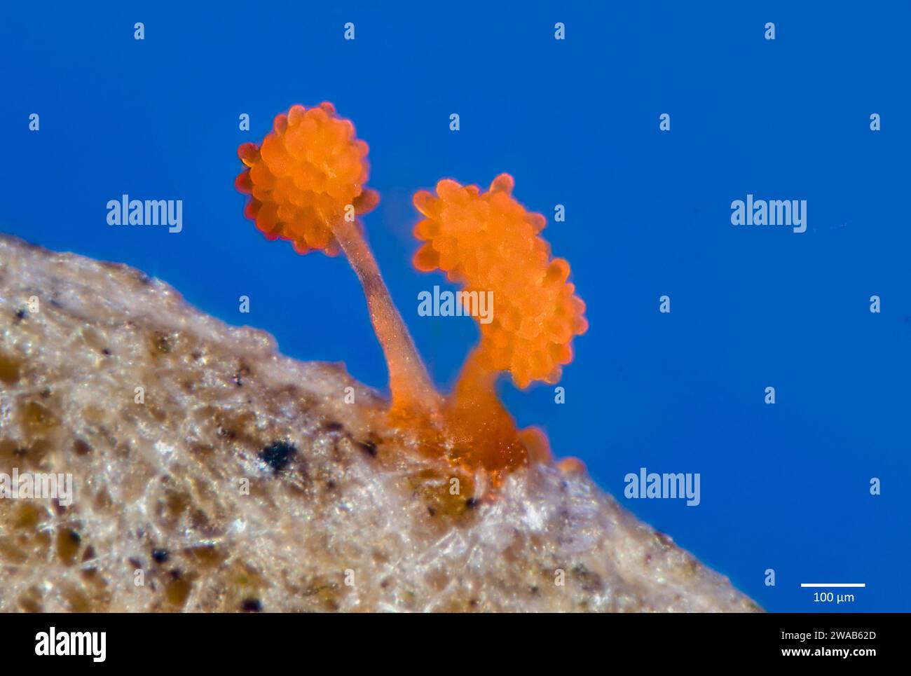 Myxobacteria (Stigmatella aurantiaca) growing from bark 5 weeks in ...