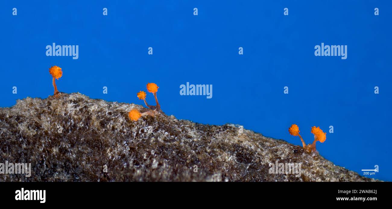 Stigmatella aurantiaca hi-res stock photography and images - Alamy