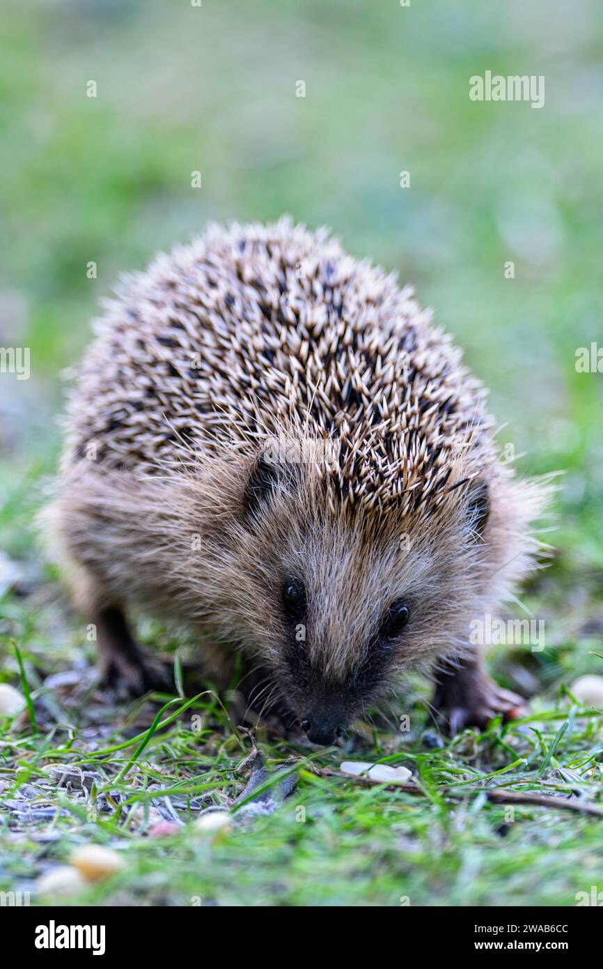 Mammals western european hedgehog insectivores animals wildlife hi-res ...