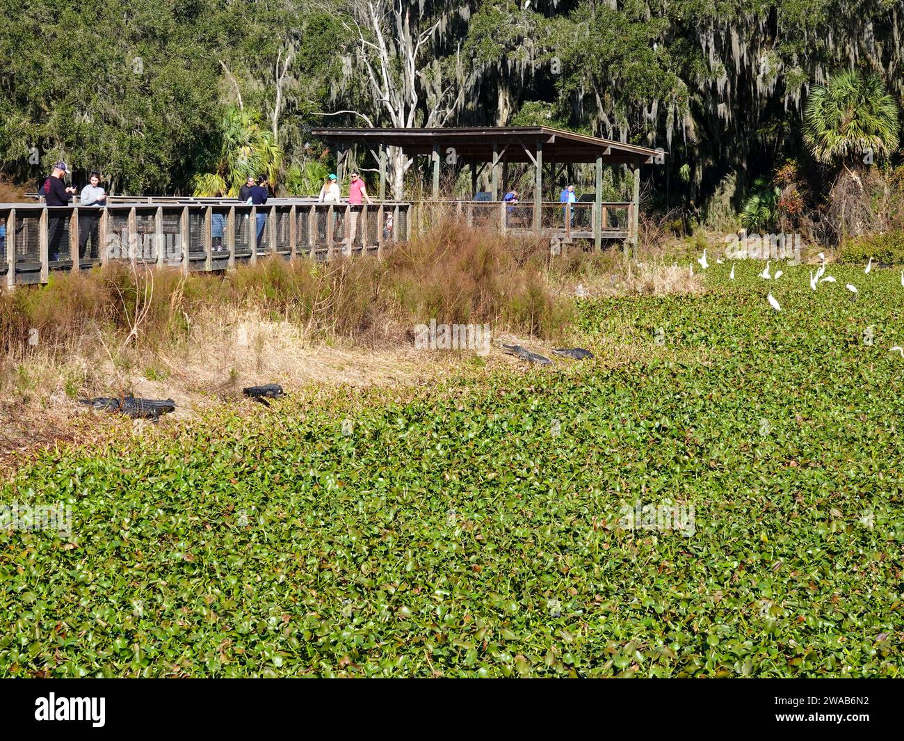 Viewing animals hi-res stock photography and images - Alamy