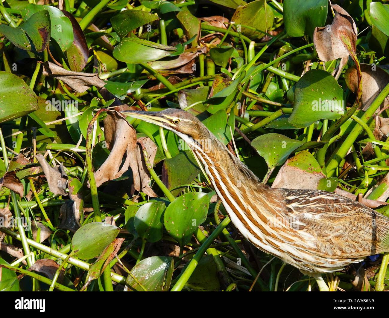 American Bittern, Botaurus lentiginosus, hunting for food in hyacinths ...