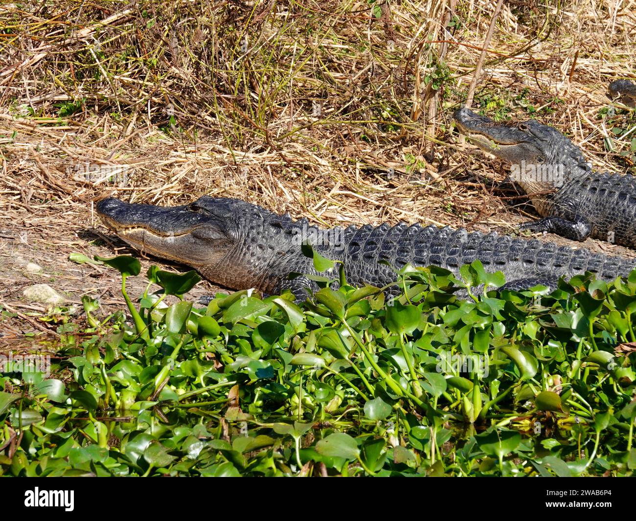 Alligators, Alligator mississippiensis, sunning on the banks on the ...