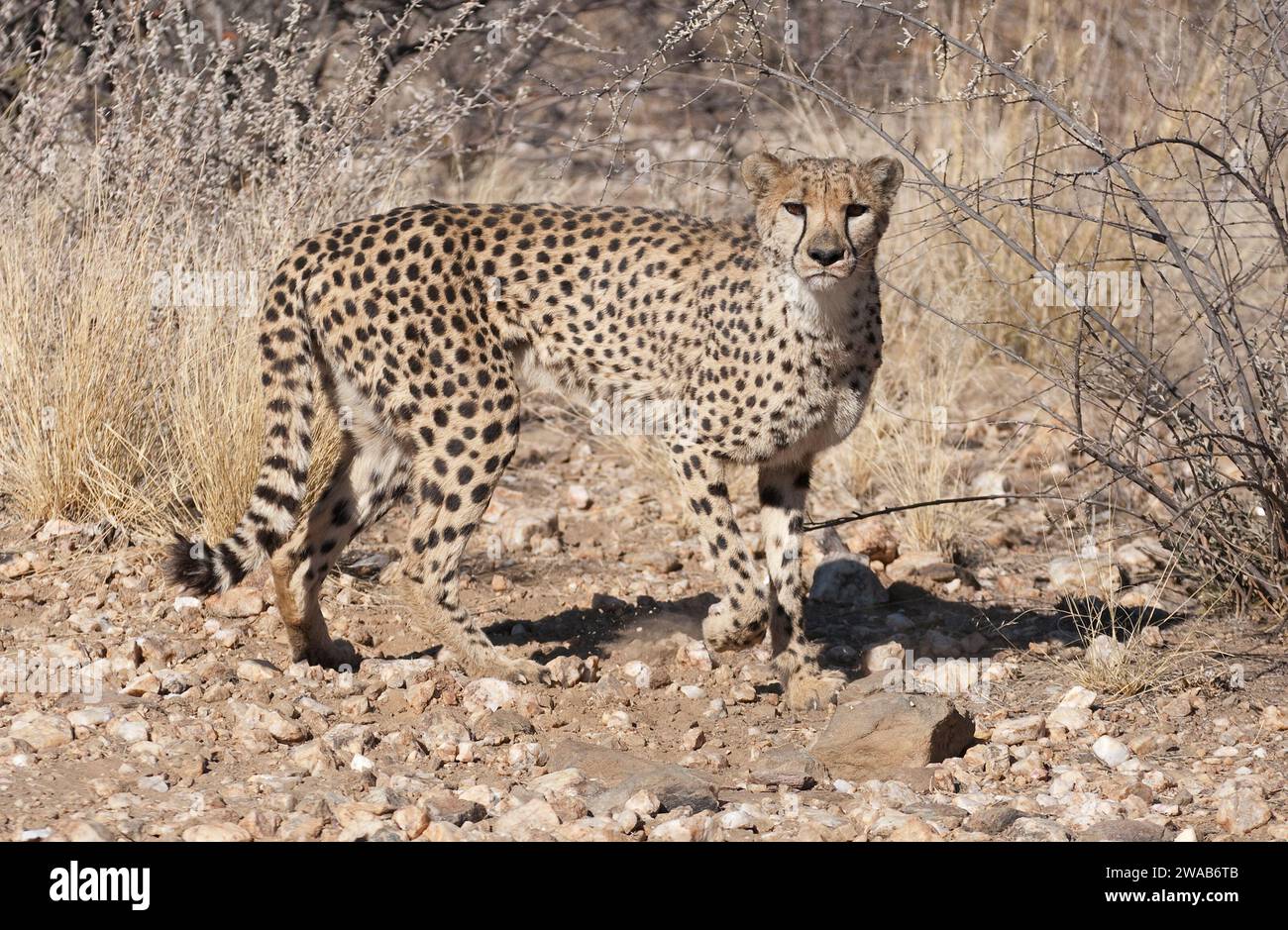 cheetah in Namibia Stock Photo - Alamy