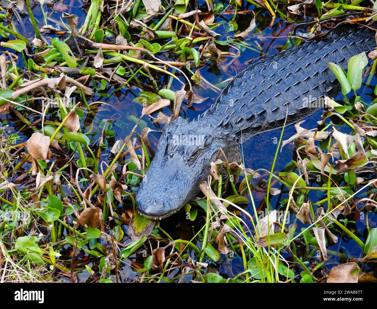 American Alligator mississippiensis in the water, Florida, USA Stock ...
