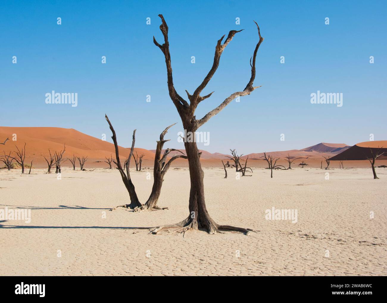 camel thorn tree in Deadvlei Stock Photo - Alamy