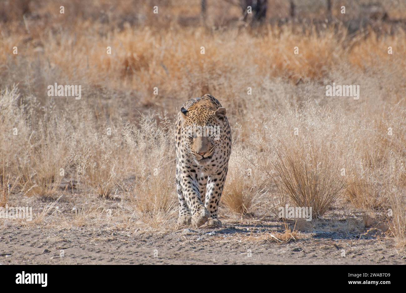 Leopard in savanna hi-res stock photography and images - Alamy
