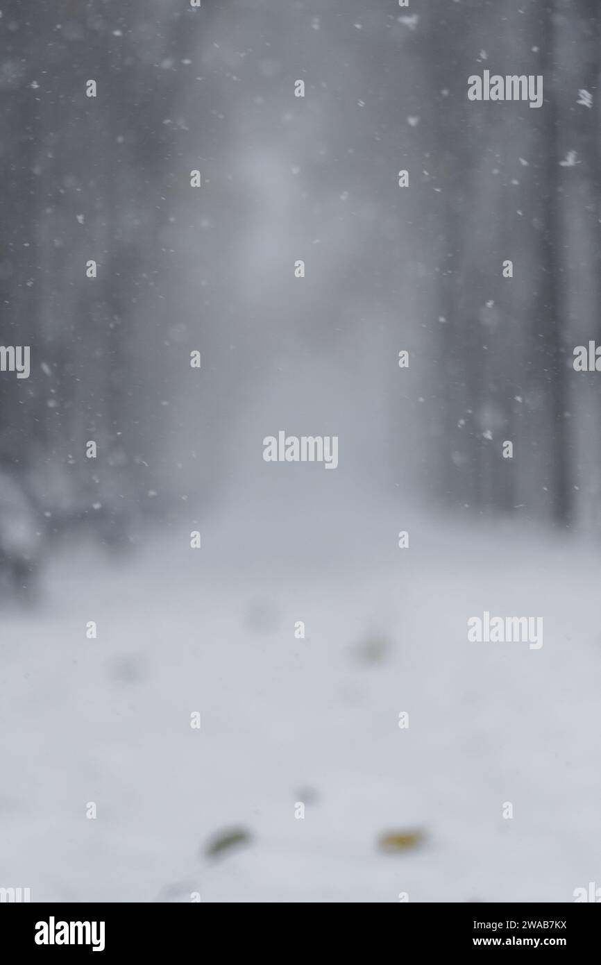 City park in frosty winter hi-res stock photography and images - Alamy