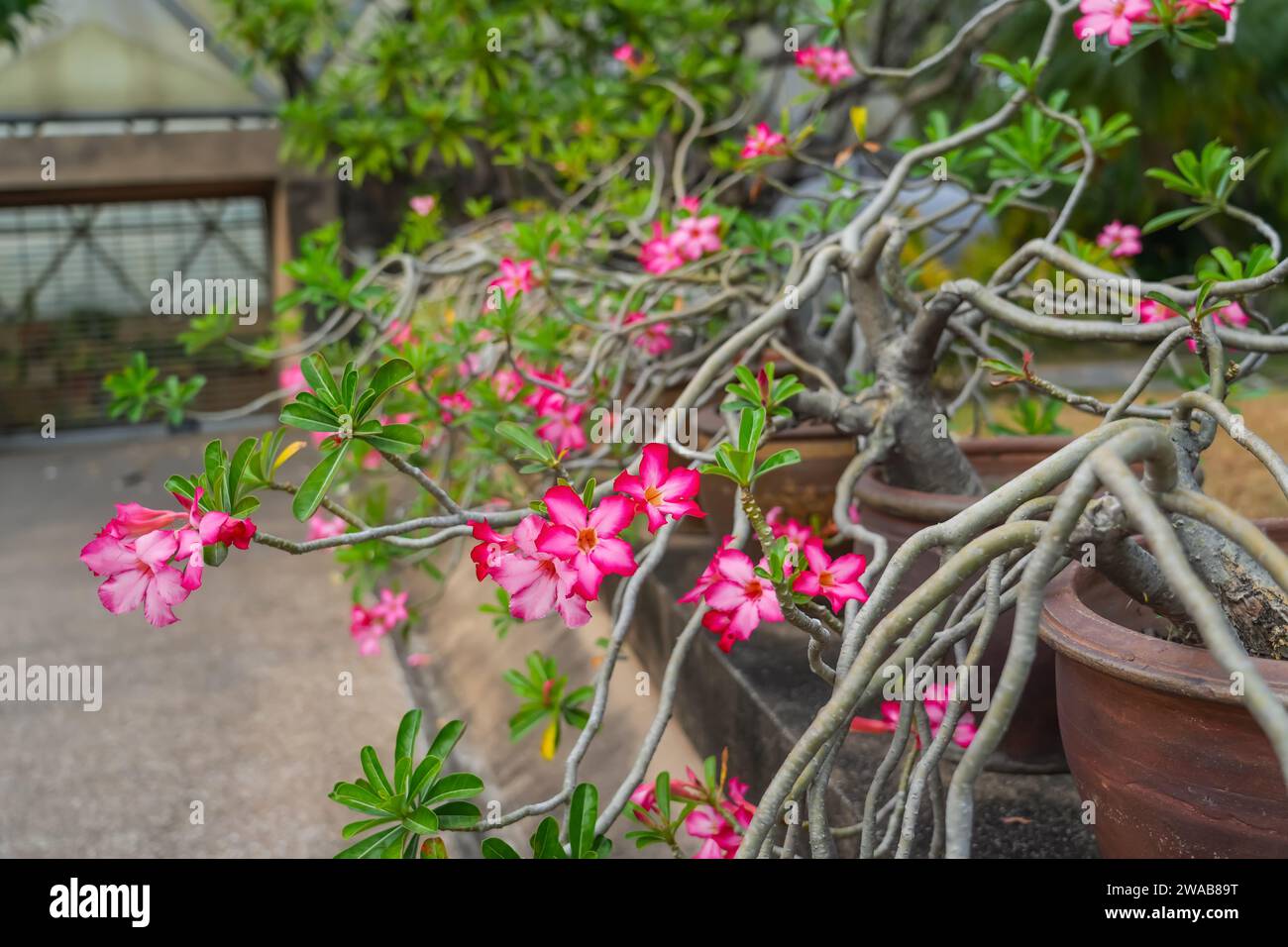 Pink adenium flower, beautiful flower Adenium flowers are blooming ...