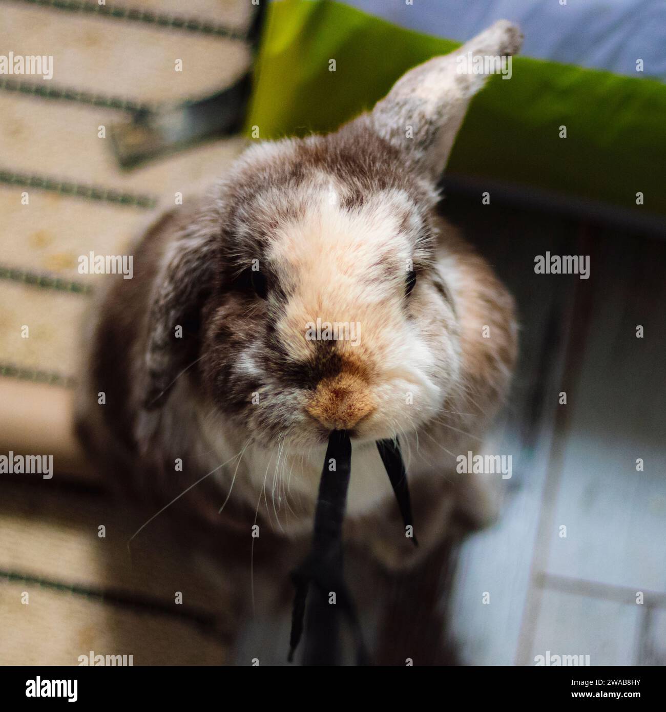 Rabbit looking up at camera Stock Photo - Alamy