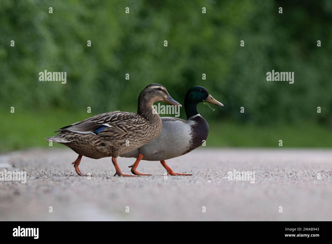 Mallards are walking hi-res stock photography and images - Alamy