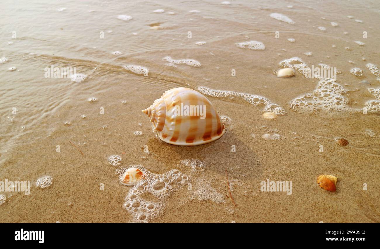 Beautiful Natural Scotch Bonnet Shell Isolated on Wet Sand Beach in the ...