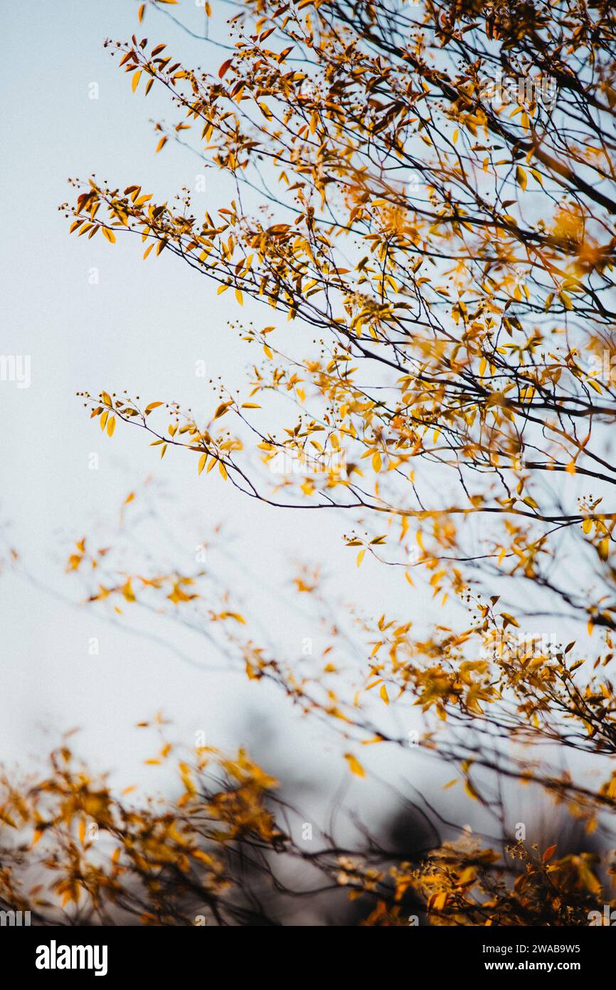 Contrasted flowers hi-res stock photography and images - Alamy