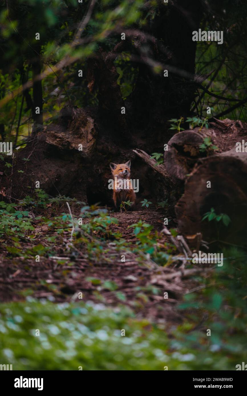 Baby fox staring at camera while peering out of fox den Stock Photo - Alamy