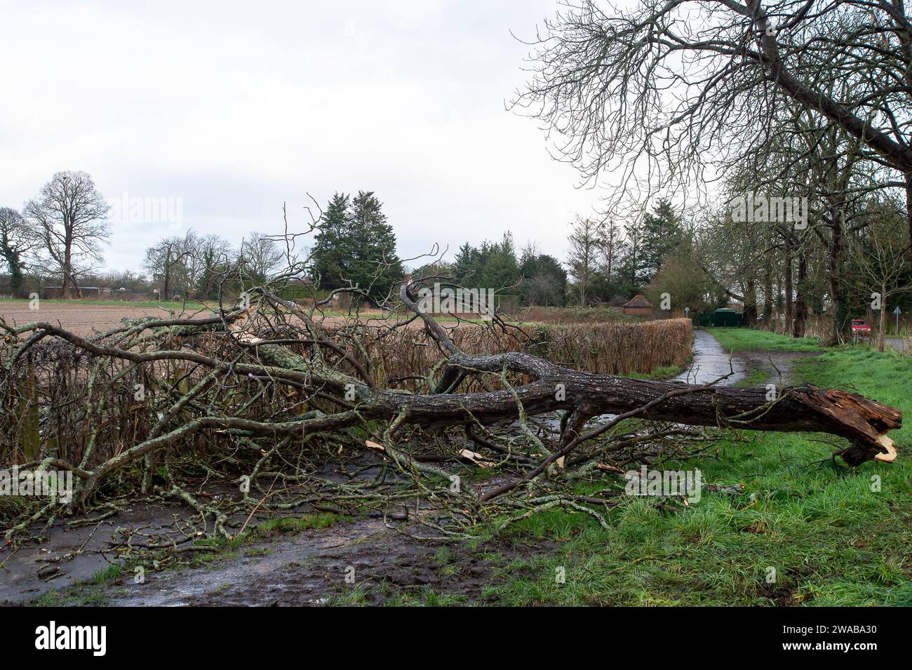 Dorney, Buckinghamshire, UK. 3rd January, 2024. A tree limb snapped off ...