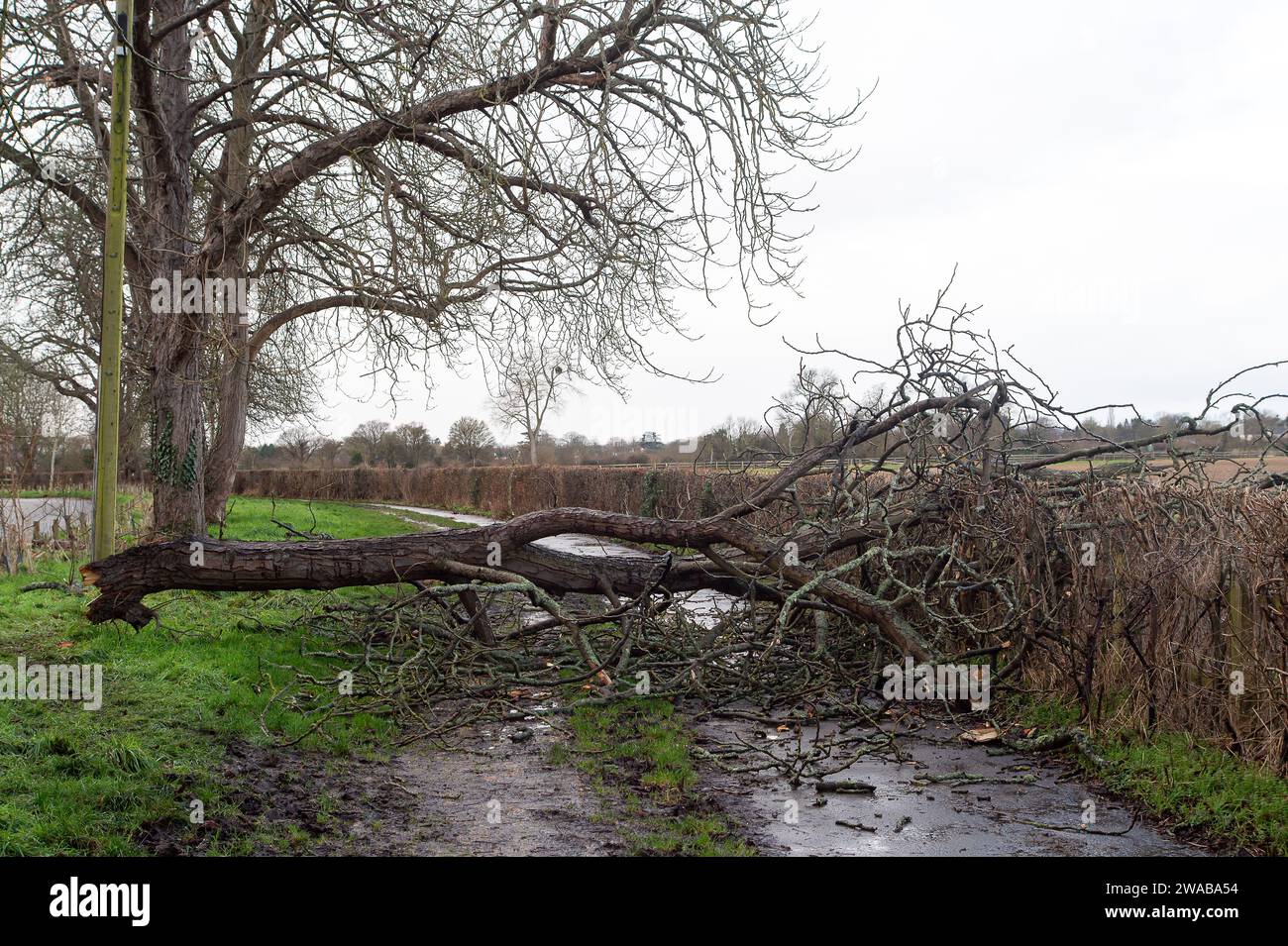 Dorney, Buckinghamshire, UK. 3rd January, 2024. A tree limb snapped off ...