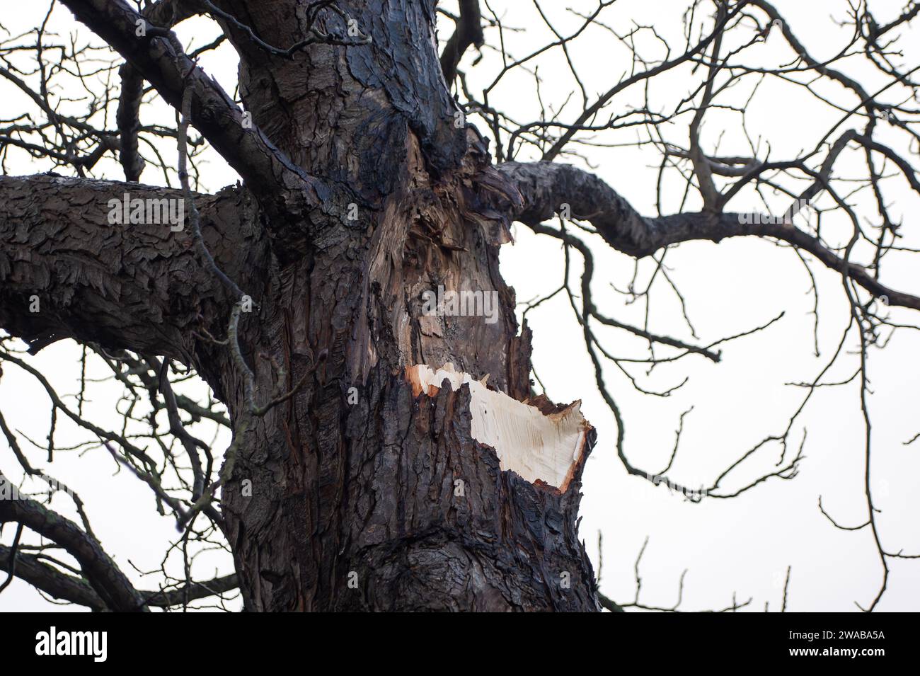 Dorney, Buckinghamshire, UK. 3rd January, 2024. A tree limb snapped off ...
