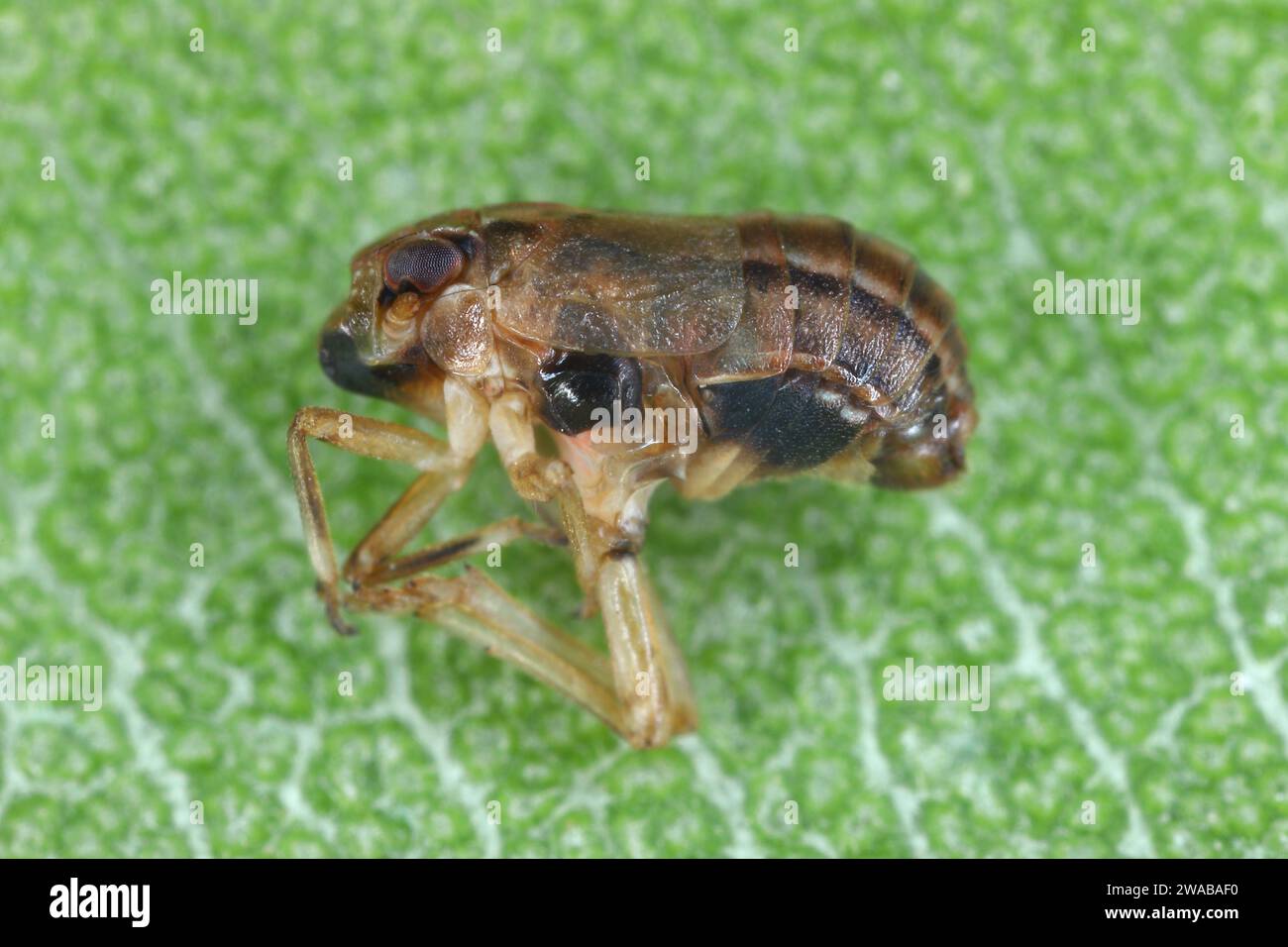Palm planthopper or datebug (Asarcopus palmarum). An insect that feeds ...