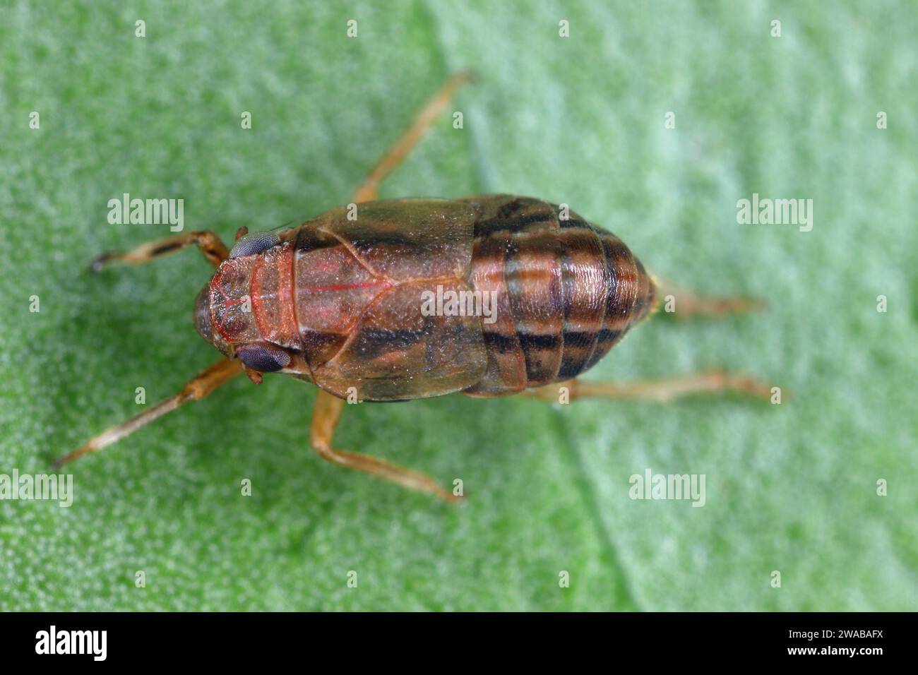 Palm planthopper or datebug (Asarcopus palmarum). An insect that feeds ...