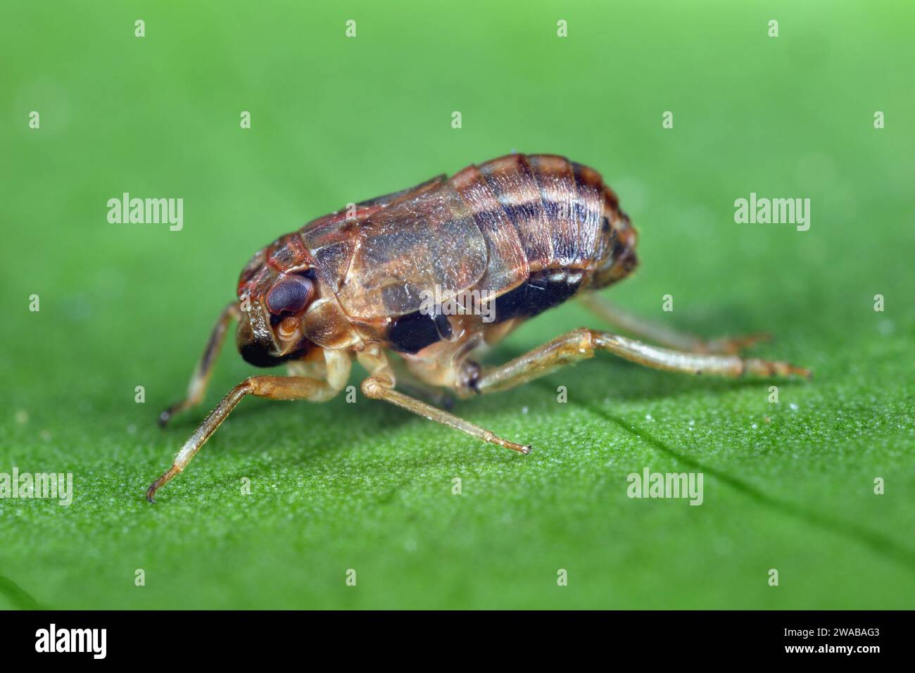 Asarcopus palmarum hi-res stock photography and images - Alamy