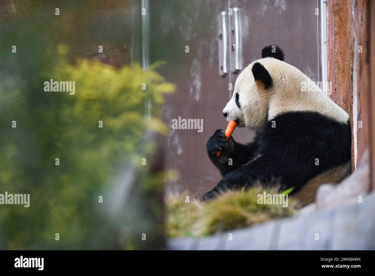Chongqing. 3rd Jan, 2024. Giant panda Qiao Yue eats a carrot at Locajoy animal theme park in ...