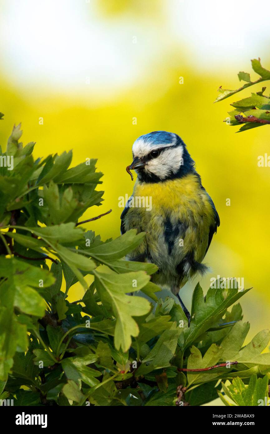 Blue bird worm hi-res stock photography and images - Alamy