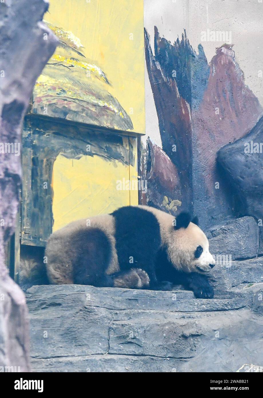Chongqing. 3rd Jan, 2024. Giant panda Qing Lu is seen at Locajoy animal theme park in Yongchuan ...