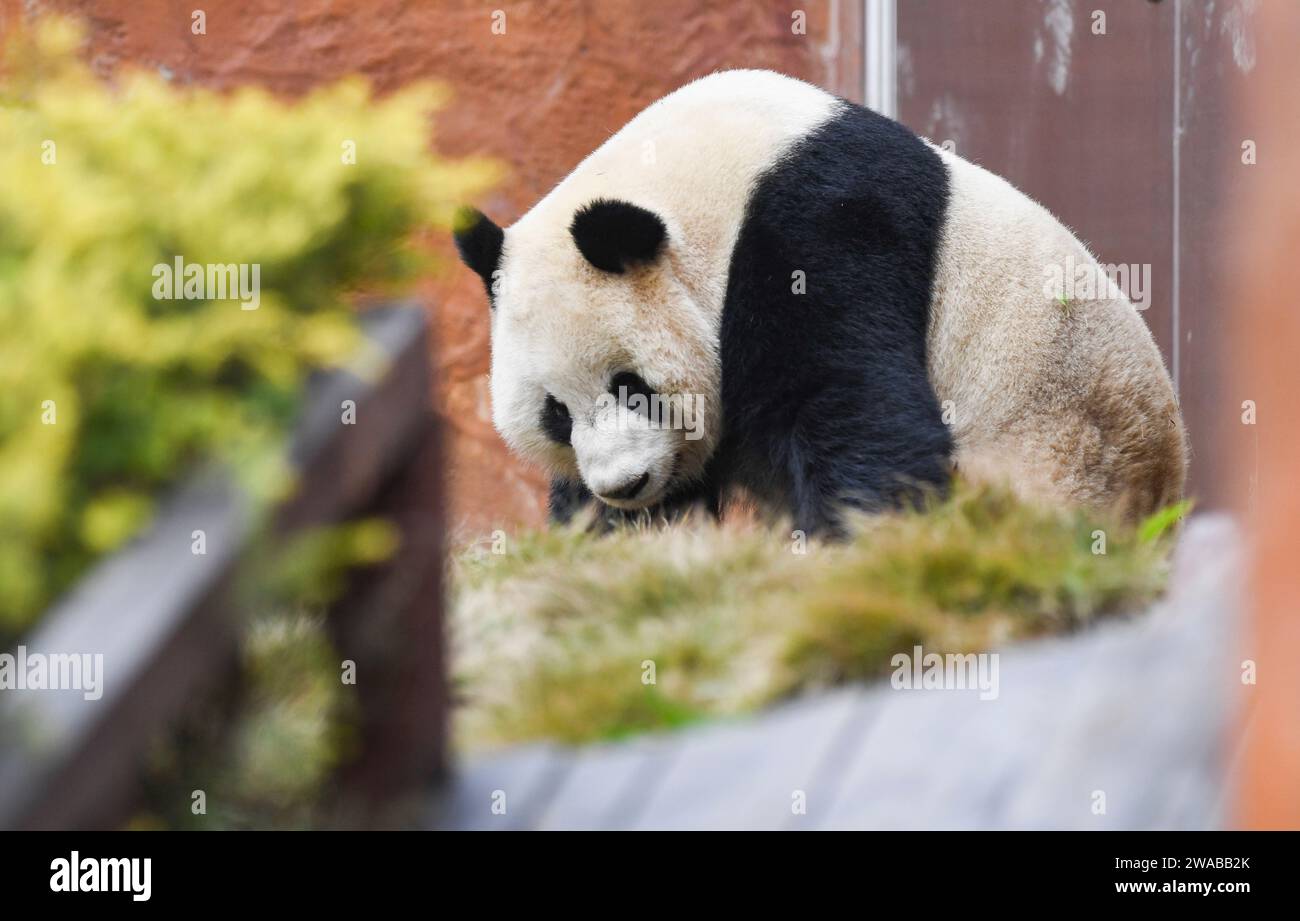 Chongqing. 3rd Jan, 2024. Giant panda Qiao Yue is seen at Locajoy animal theme park in Yongchuan ...