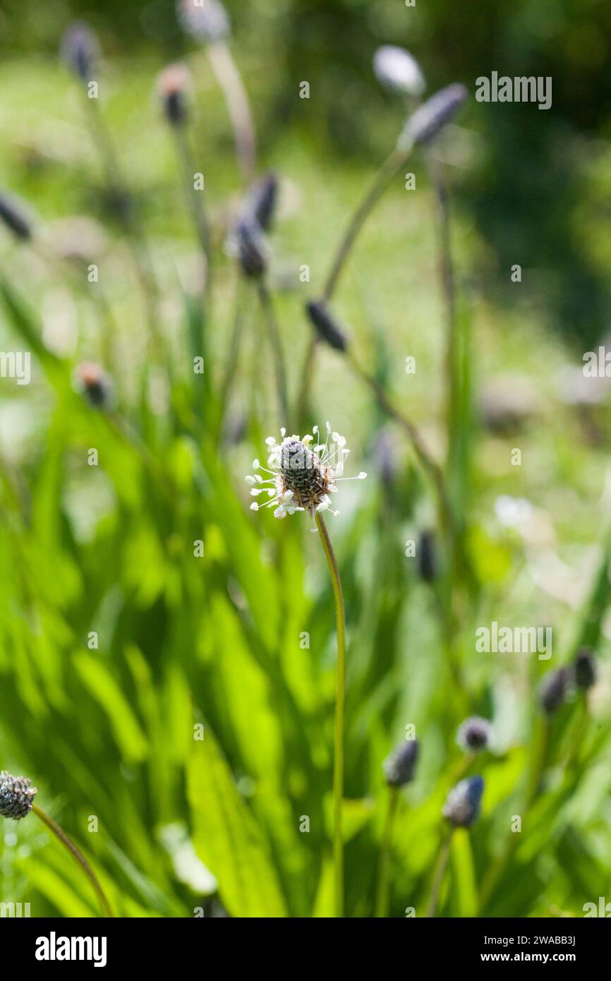 PLANTAGO LANCEOLATA flowering plant its known as ribwort plantain Stock ...