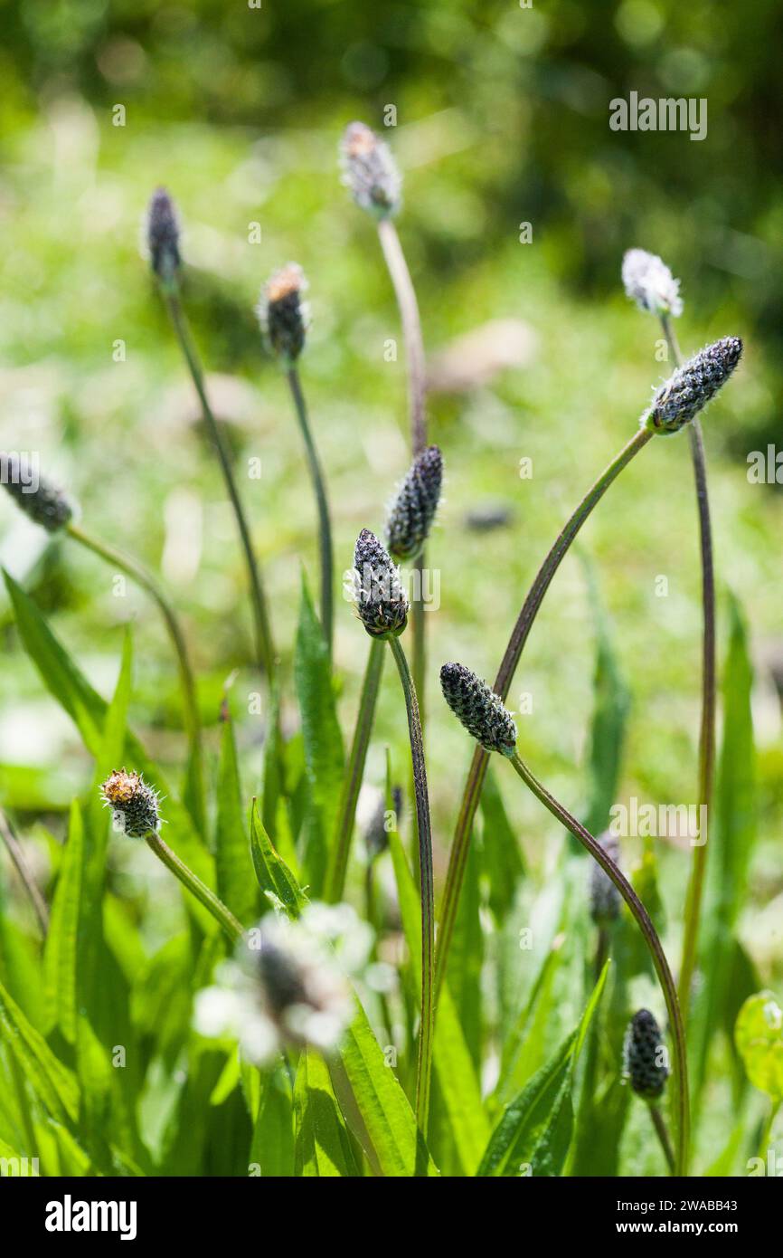 PLANTAGO LANCEOLATA flowering plant its known as ribwort plantain Stock ...