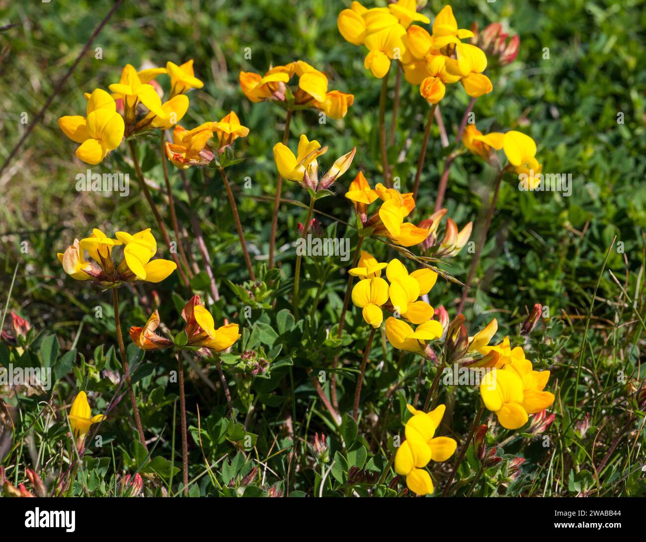 Trefoil plan hi-res stock photography and images - Alamy