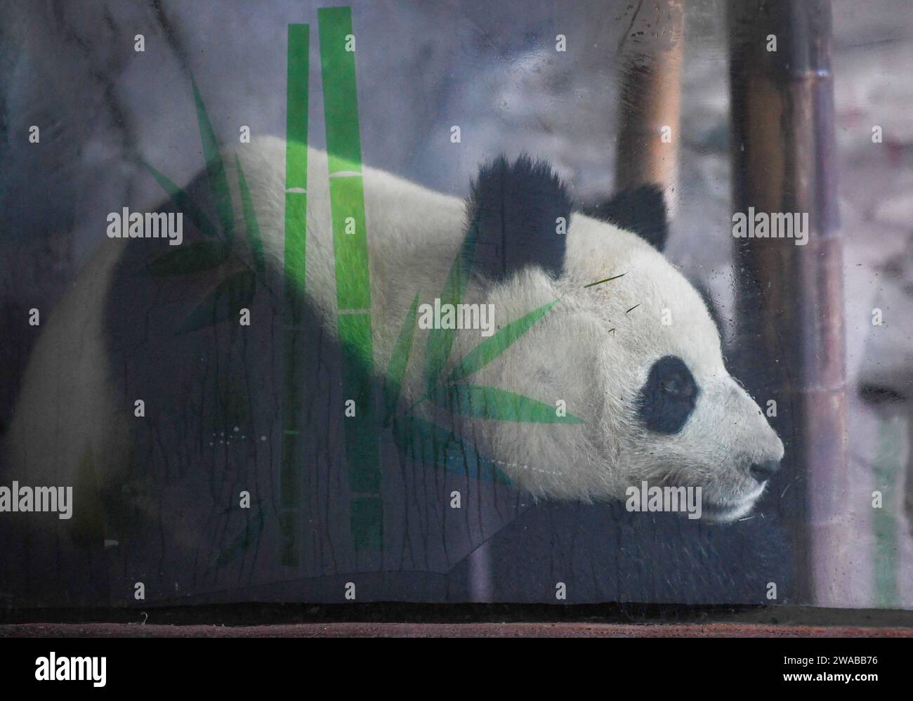 Chongqing. 3rd Jan, 2024. Giant panda Ai Lian is seen at Locajoy animal theme park in Yongchuan ...