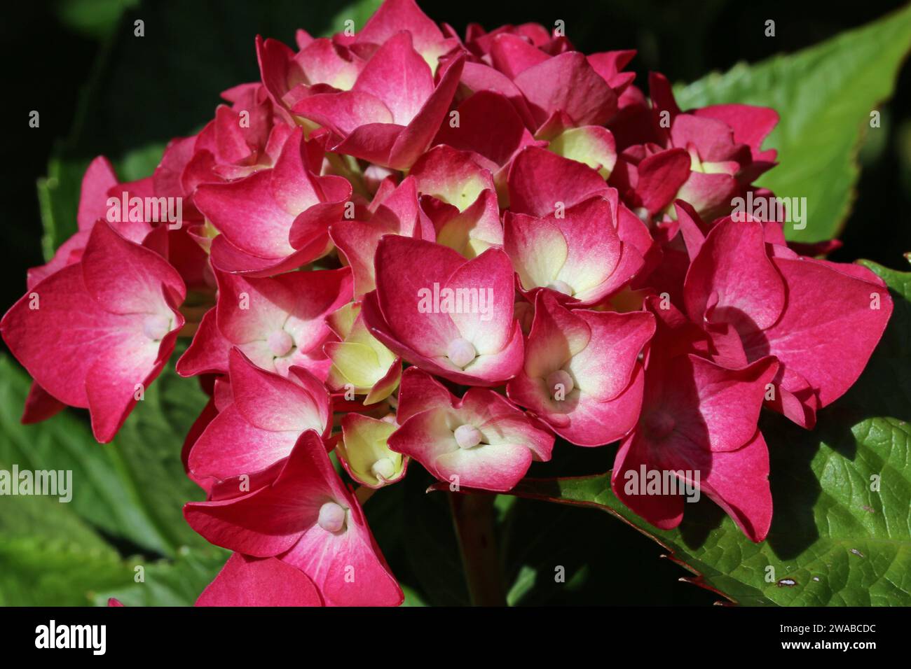 Pink mophead Hydrangea, of unknown species and variety, flowers in ...