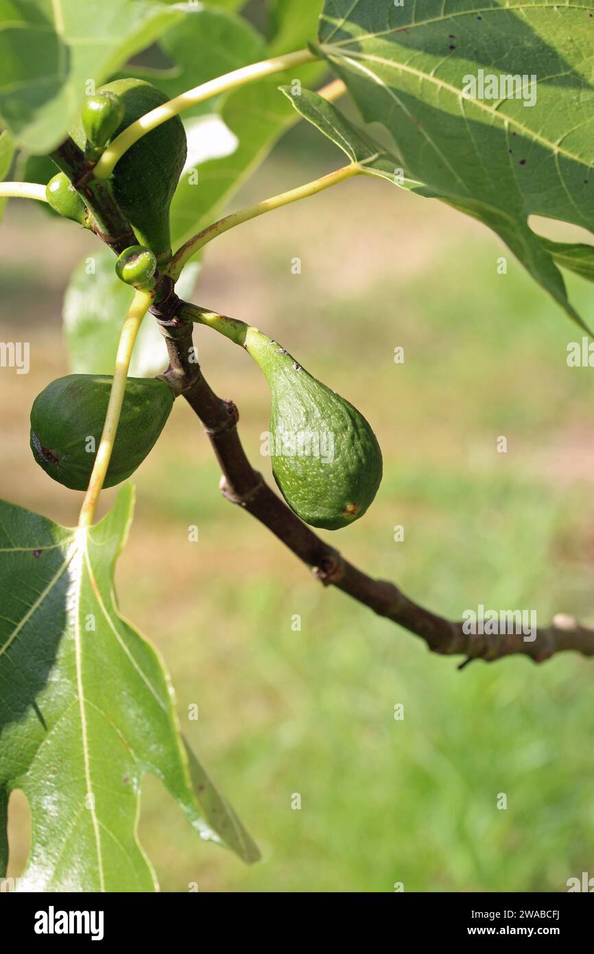 Ripening figs, Ficus carica, on a tree with a background of blurred ...