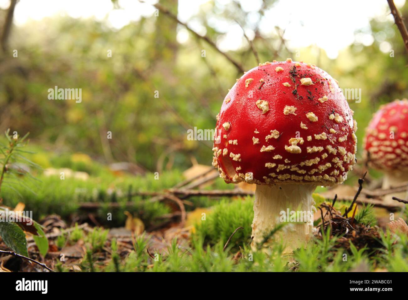 a beautiful little red fly agaric mushroom with a round cap in a green ...