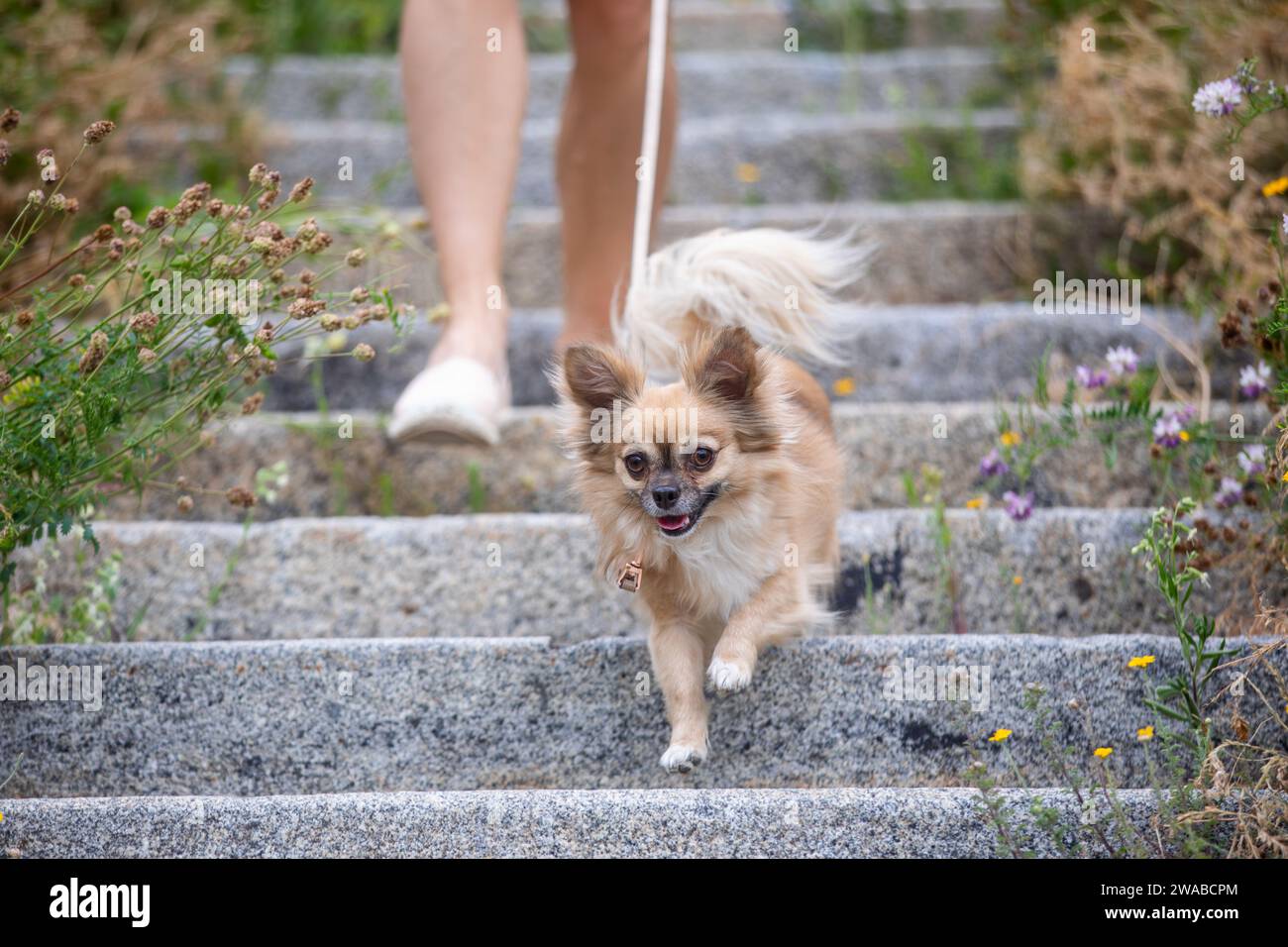 Woman on walk with dog. Selective focus on happy chihuahua on leash ...
