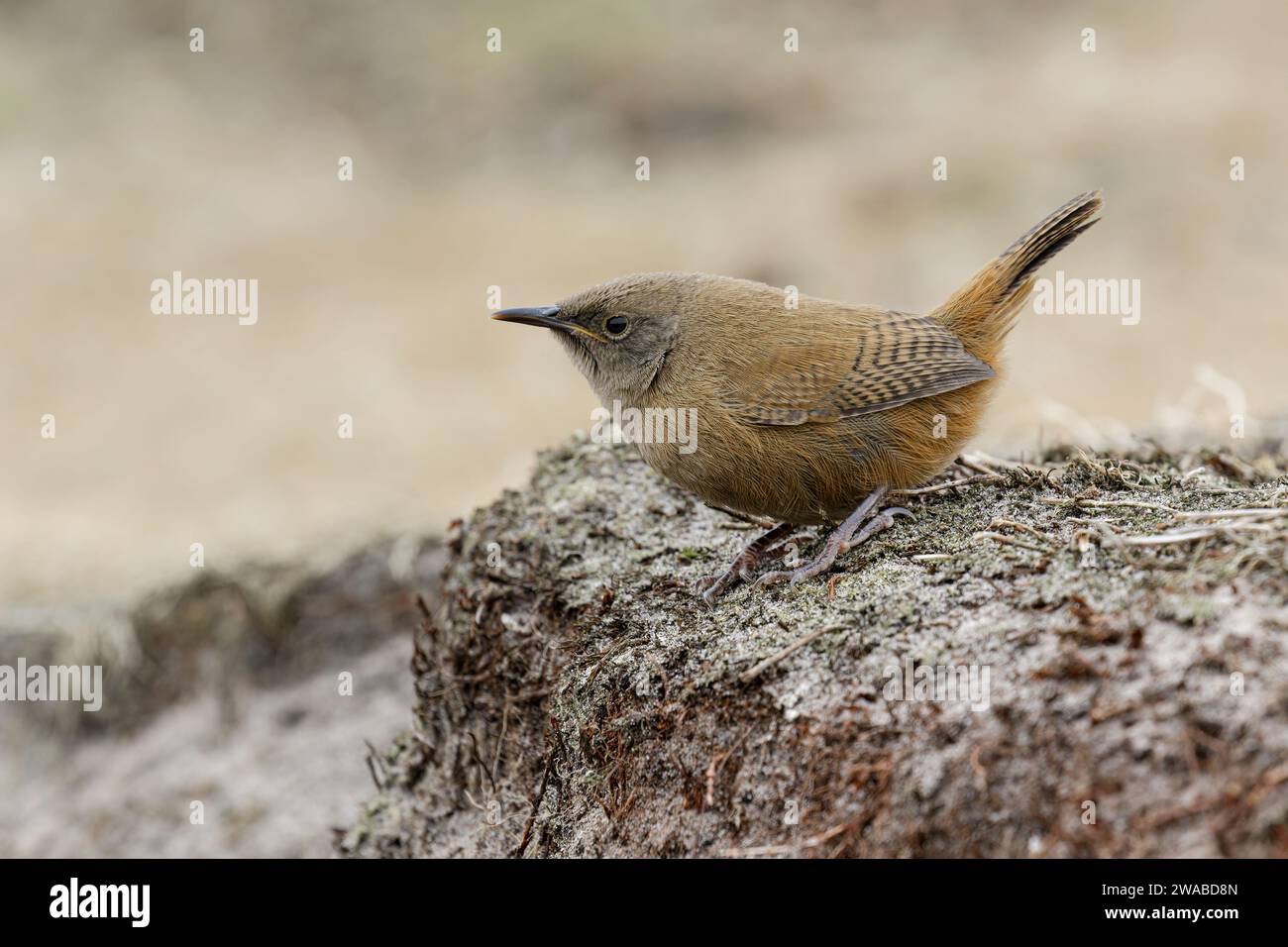 Cobbs Wren, Troglodytes cobbi, fledgling bird, rare endemic species ...