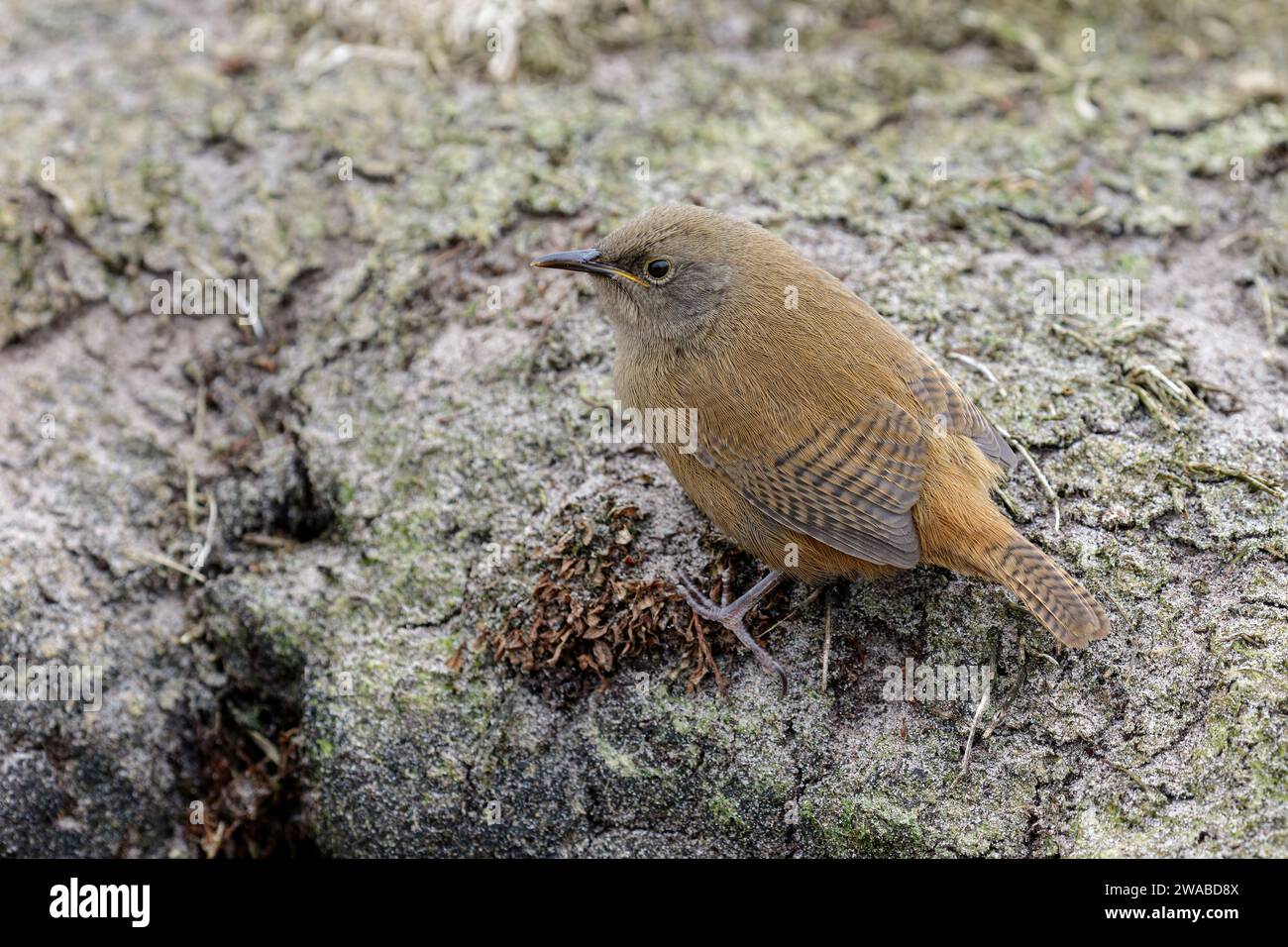 Cobbs Wren, Troglodytes cobbi, fledgling bird, rare endemic species ...