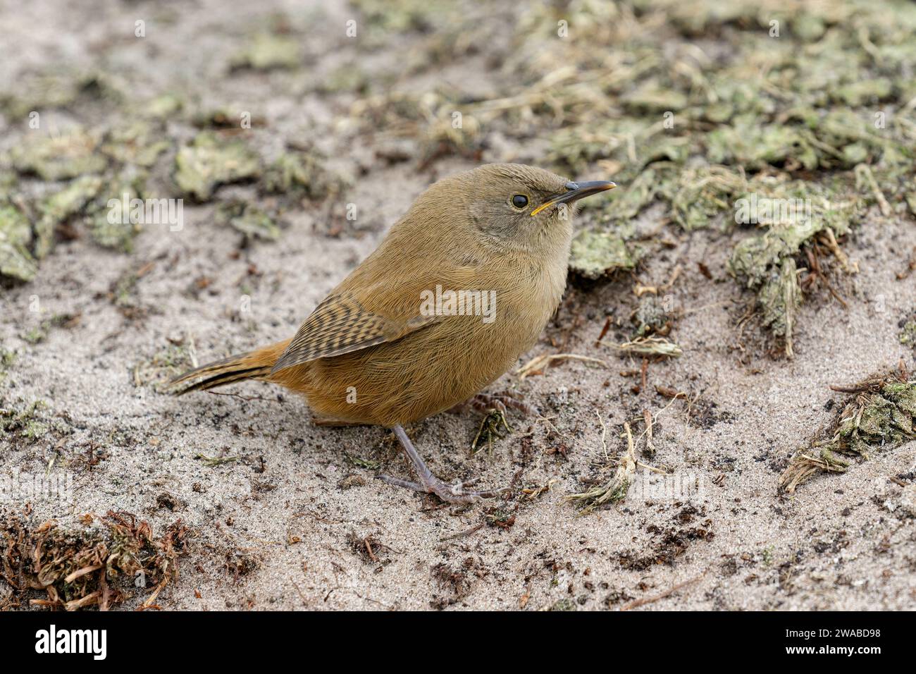 Cobbs Wren, Troglodytes cobbi, fledgling bird, rare endemic species ...