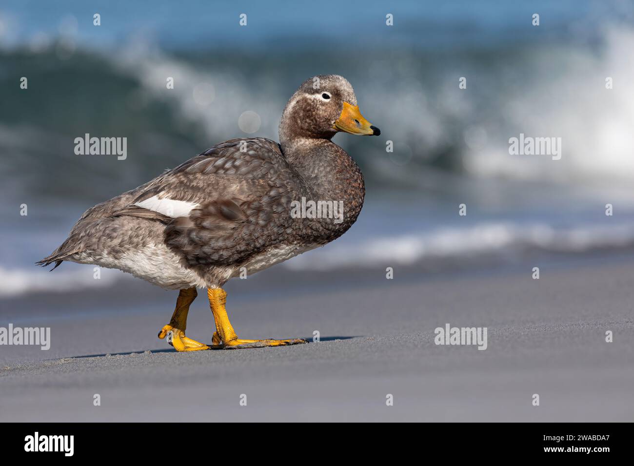 Falklands Steamer Duck, Tachyeres brachypterus, Adult female walking ...