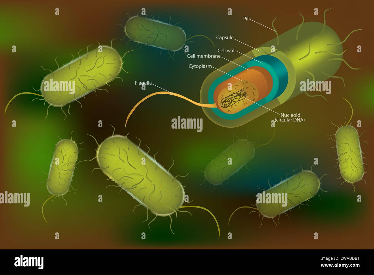 Bacterial cell anatomy labeling structures on a bacillus cell with ... Bacterial cell anatomy labeling structures on a bacillus cell with ...